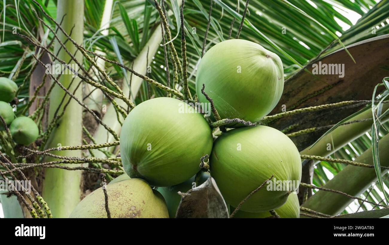 Fresh and young green coconuts are still on the tree Stock Photo - Alamy