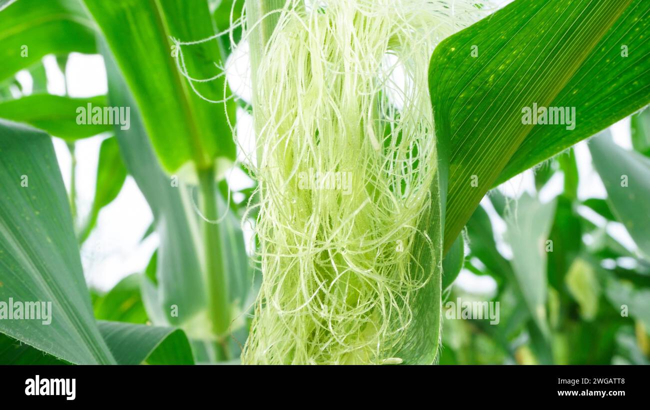 Corn field plantation growing hi-res stock photography and images - Alamy