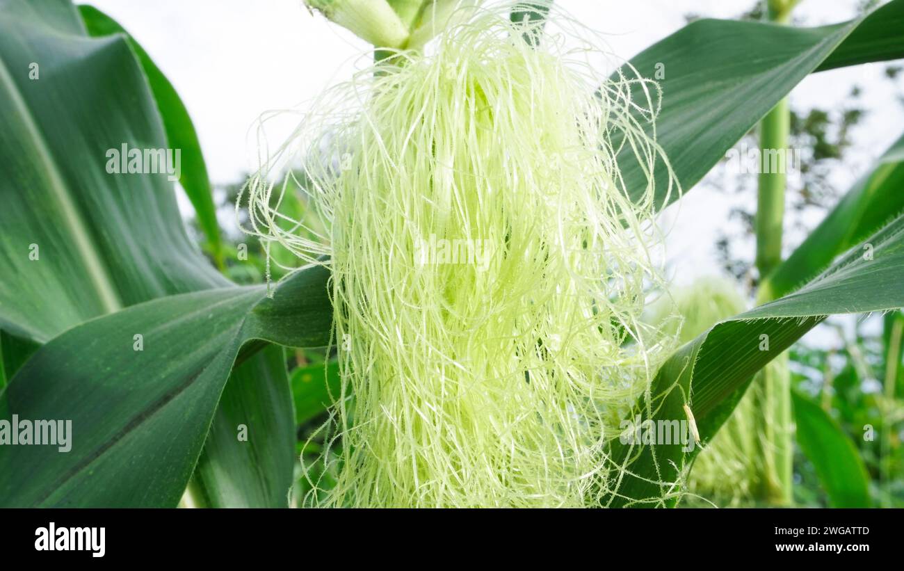 Corn plants in plantation hi-res stock photography and images - Alamy