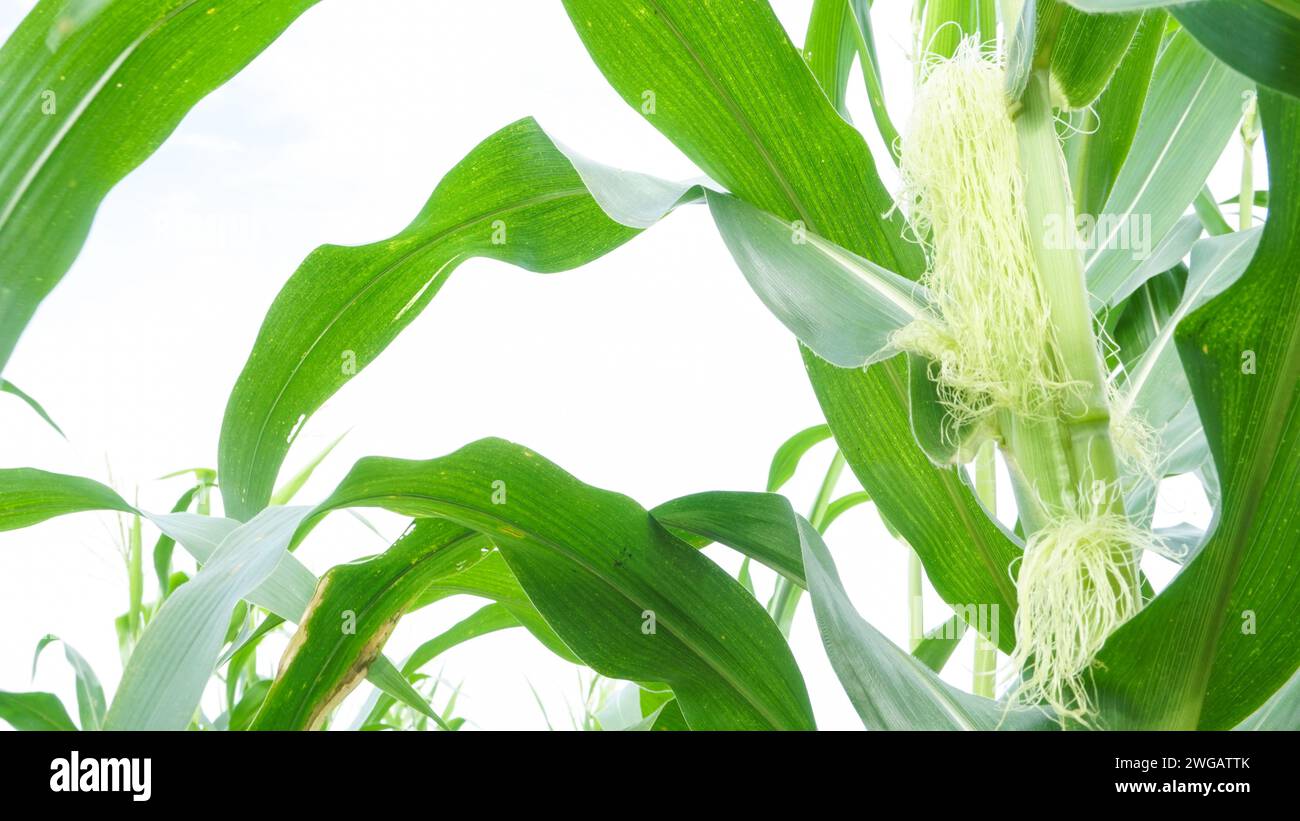 Panoramic view corn field hi-res stock photography and images - Alamy