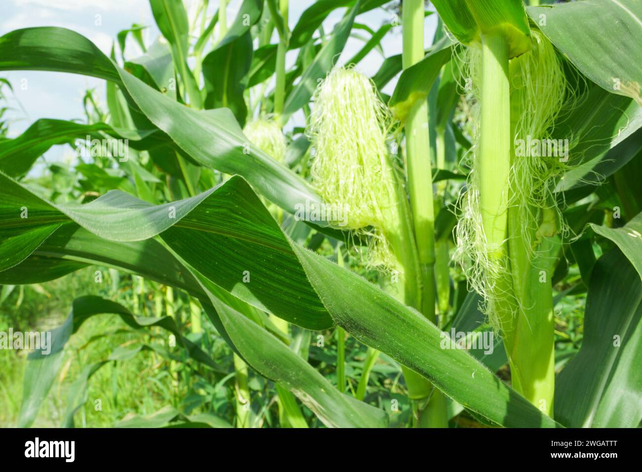 Plantation growing green corn plants hi-res stock photography and ...