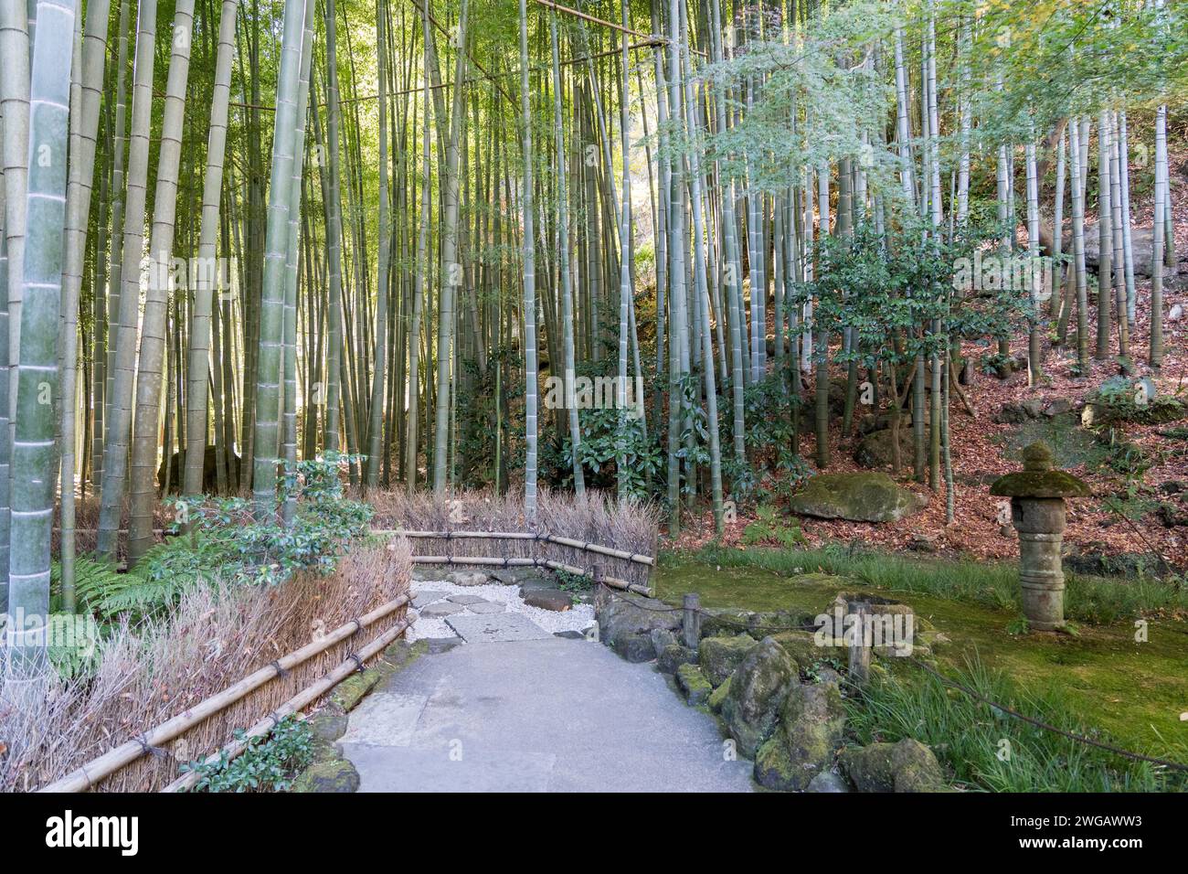 Beautiful Bamboo Garden at Hokokuji Temple Stock Photo - Alamy