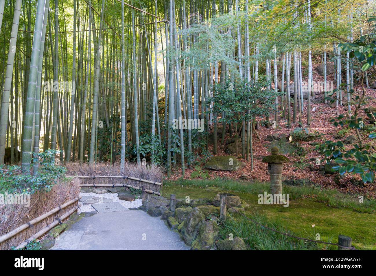 Bamboo grove hokokuji temple hi-res stock photography and images - Alamy