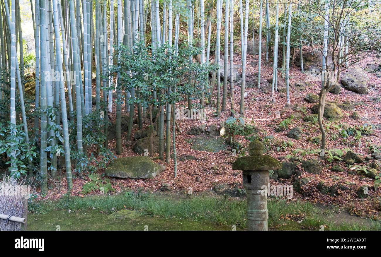 Beautiful Bamboo Garden at Hokokuji Temple Stock Photo - Alamy