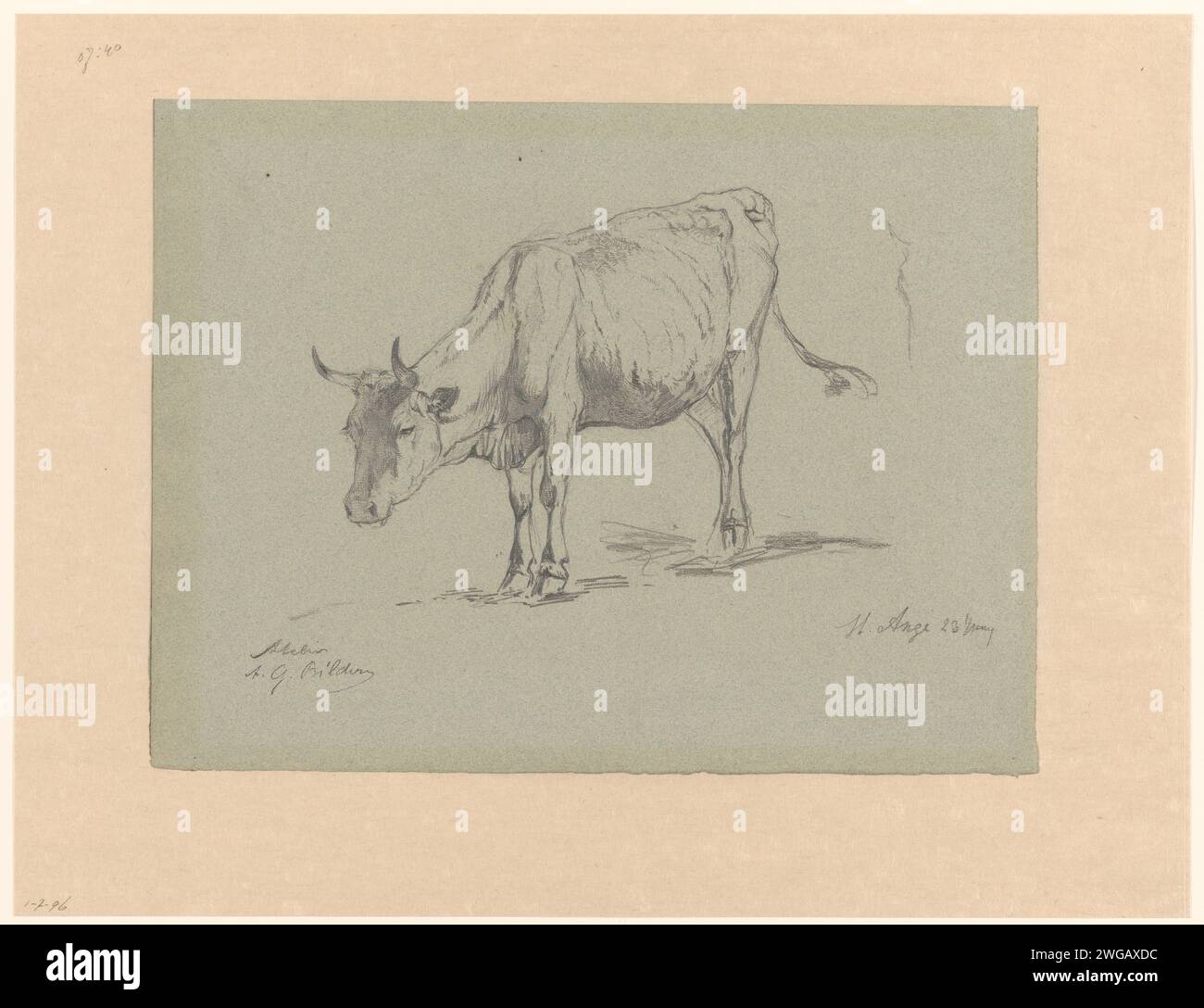Study of a cow hi-res stock photography and images - Alamy