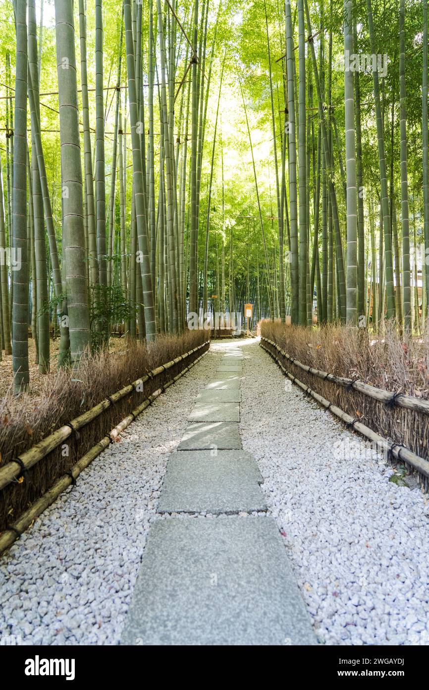 Beautiful Bamboo Garden at Hokokuji Temple Stock Photo - Alamy
