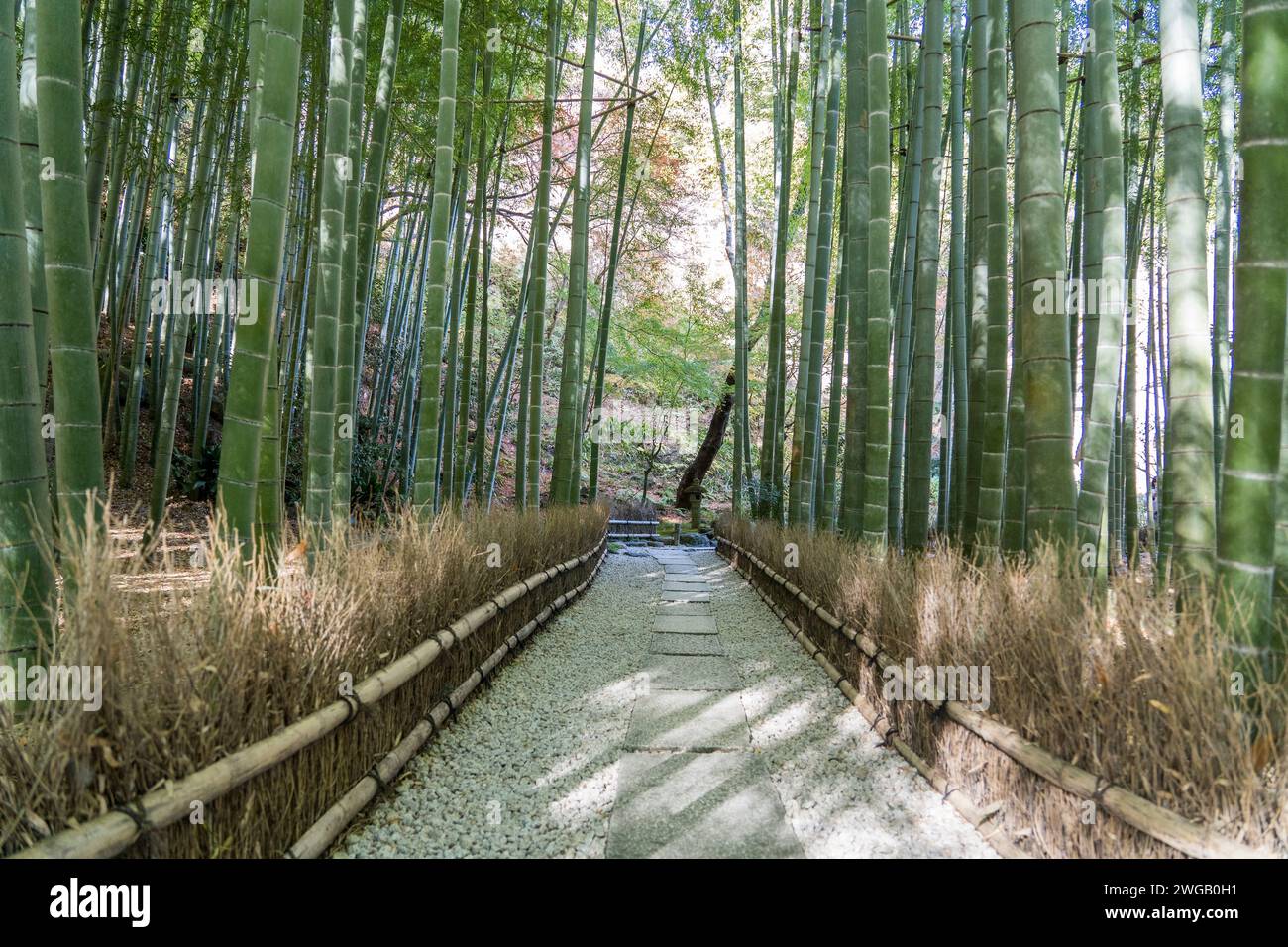 Beautiful Bamboo Garden at Hokokuji Temple Stock Photo - Alamy