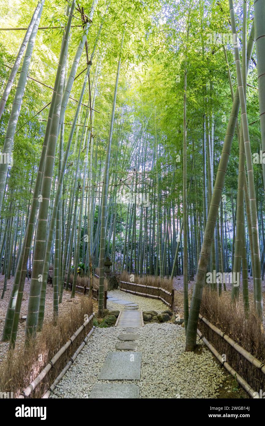 Beautiful Bamboo Garden at Hokokuji Temple Stock Photo - Alamy