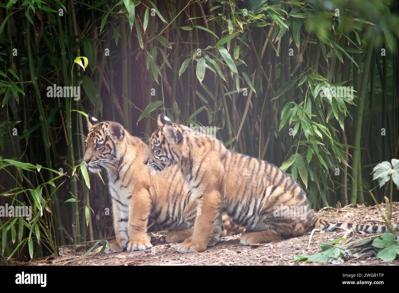Tiger cubs are born small, blind, and weak. They're born with all their ...