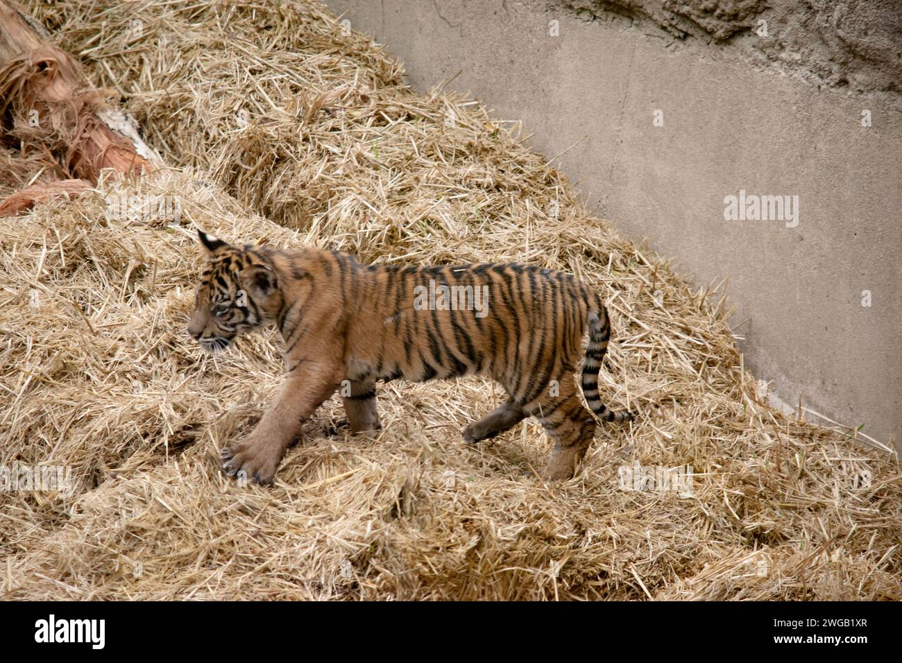 Tiger cub eat hi-res stock photography and images - Alamy