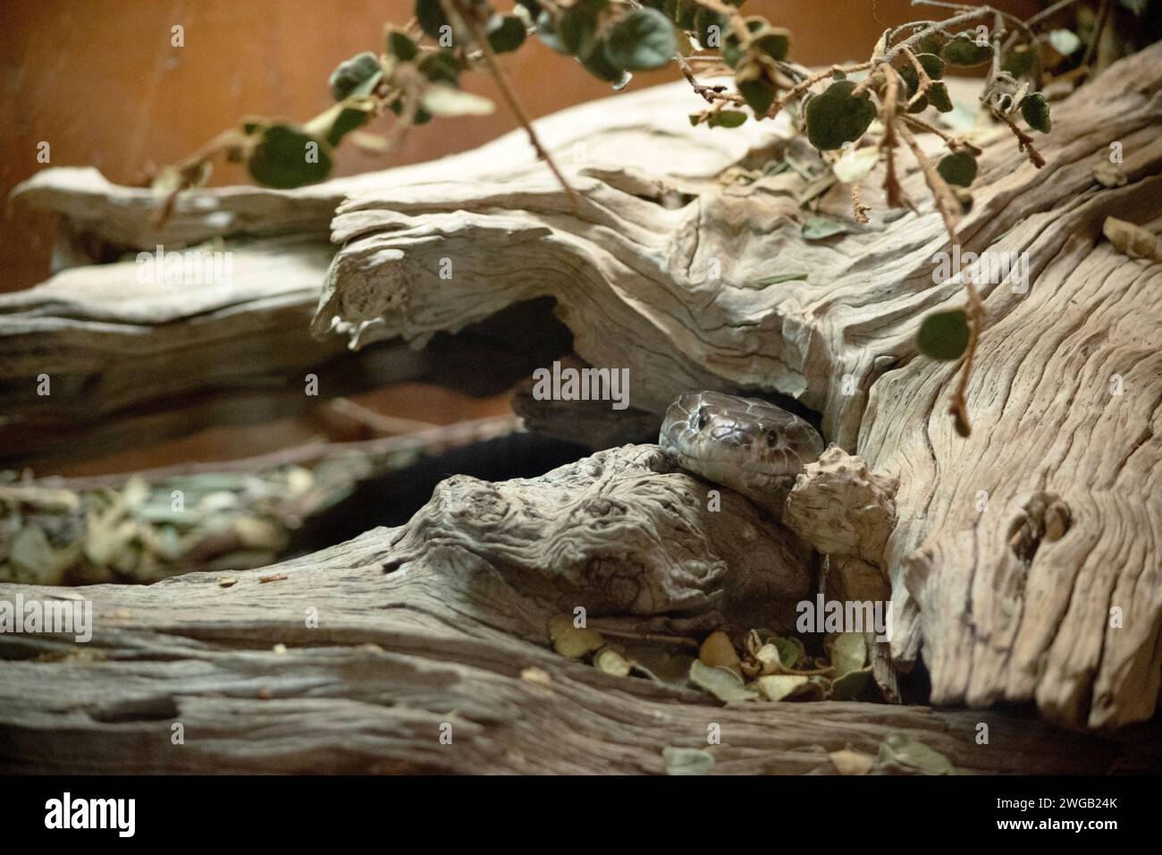 The tiger snake (Notechis scutatus) is a large and highly venomous ...