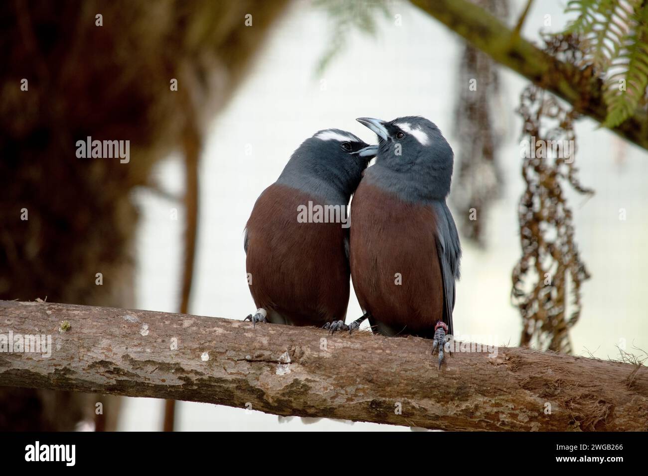 The white browed woodswallow is a grey bird with a dark grey face, red ...