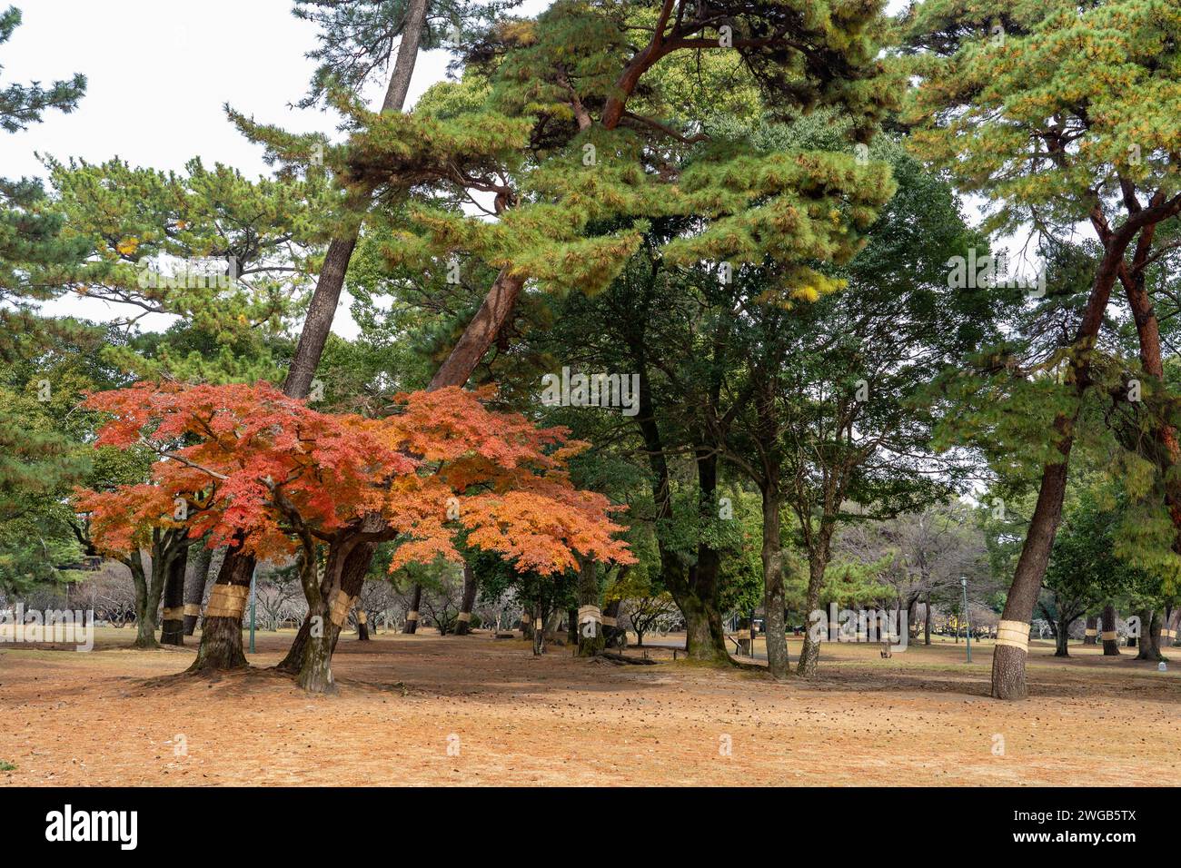 Red maple tree in fall in Japan Stock Photo - Alamy