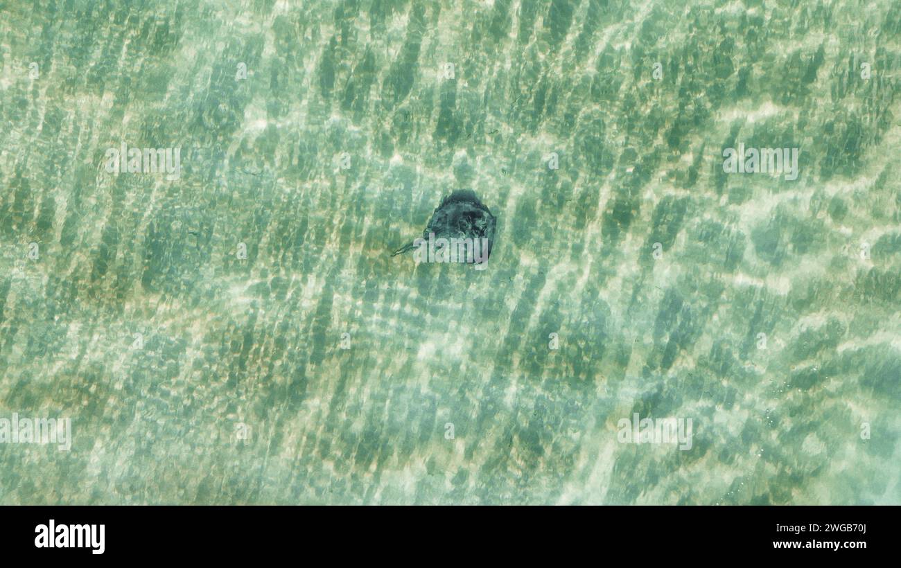 Sting ray swimming hi-res stock photography and images - Alamy