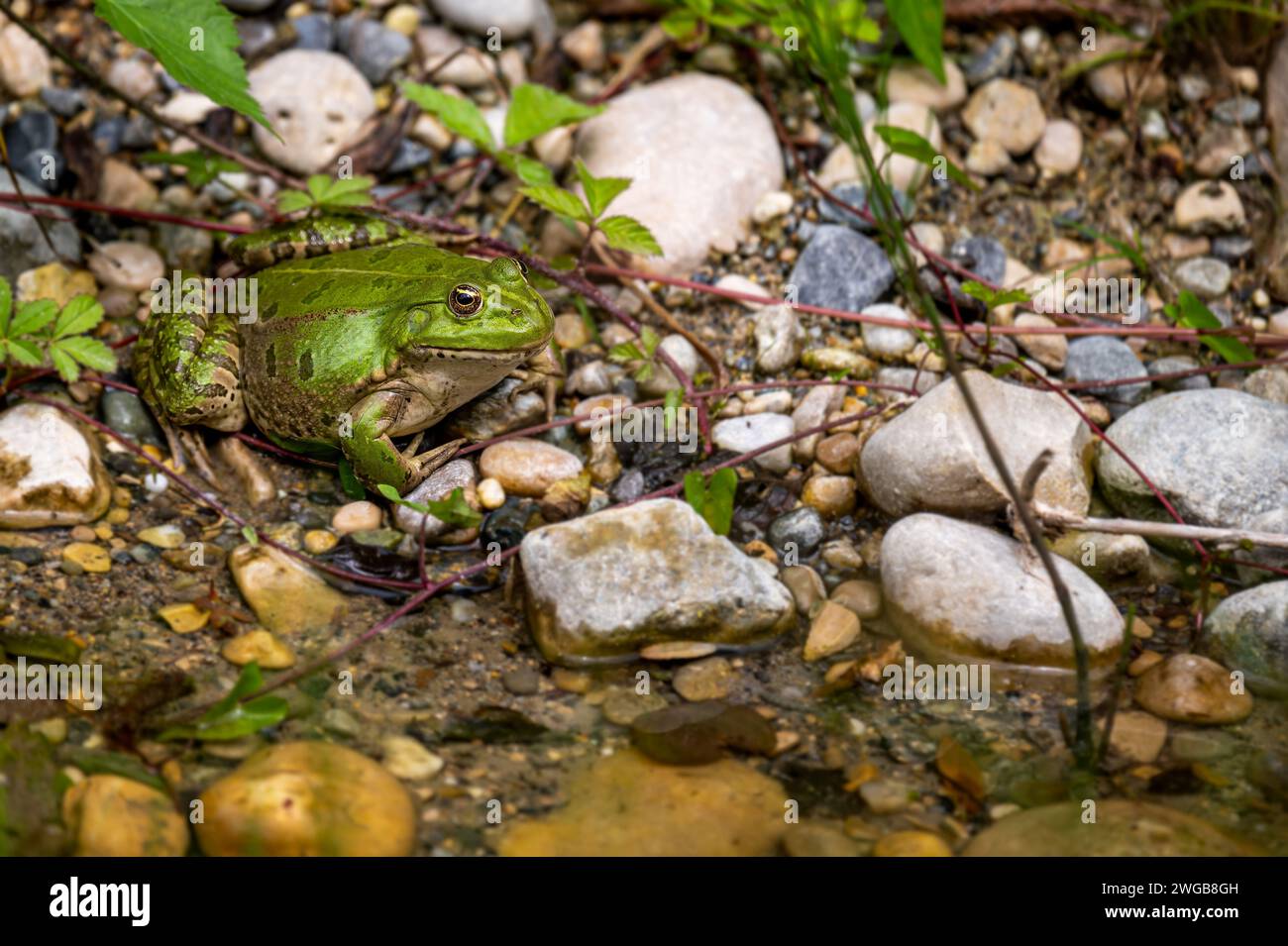 Frog in water. Pool frog resting on ground. One green Pelophylax ...