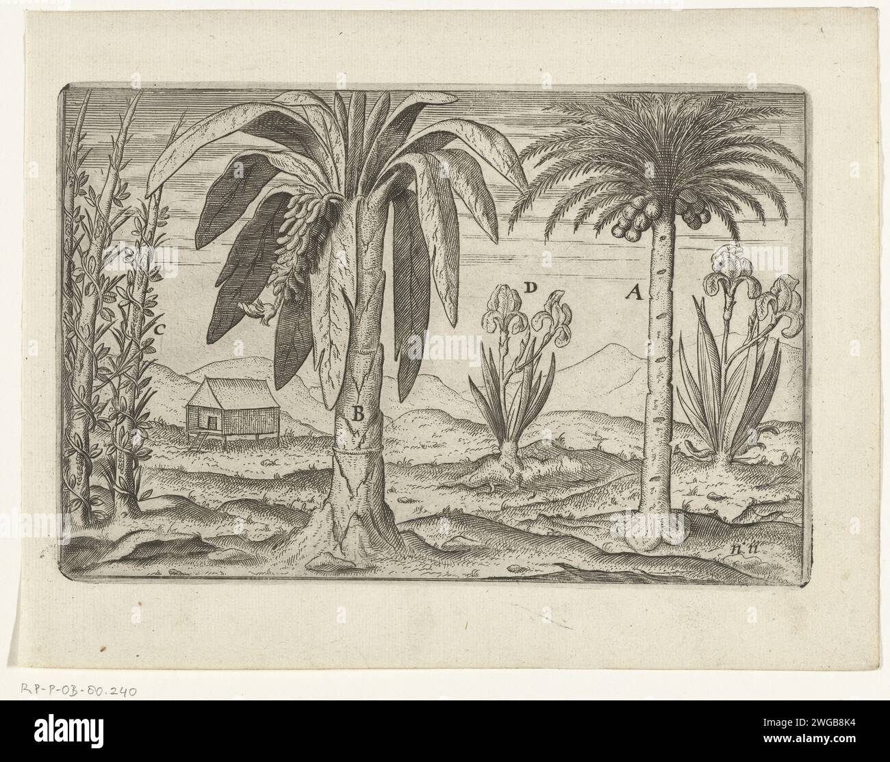 Native crops of Sumatra, 1596, 1646 print Native crops of Sumatra, 1596 ...