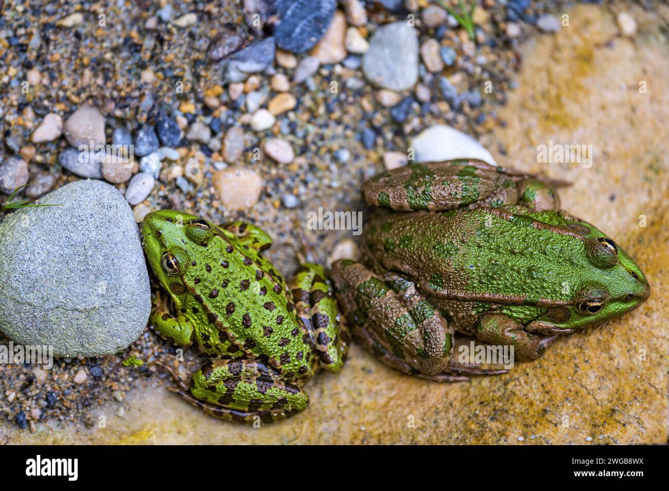Frog in water. Pool frog resting. Pelophylax lessonae. Two European ...