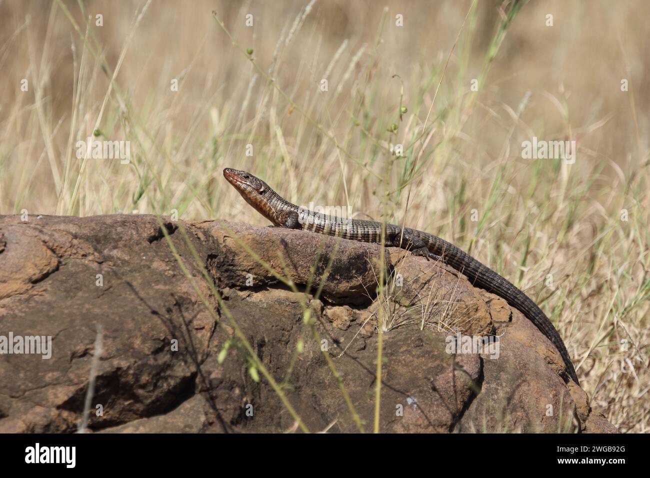 Felsen-Schildechse / Giant plated lizard / Matobosaurus validus Stock ...