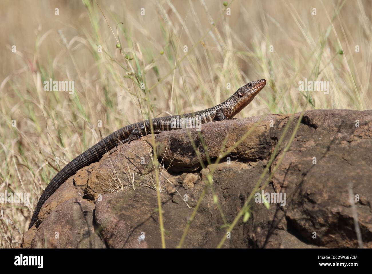Felsen-Schildechse / Giant plated lizard / Matobosaurus validus Stock ...