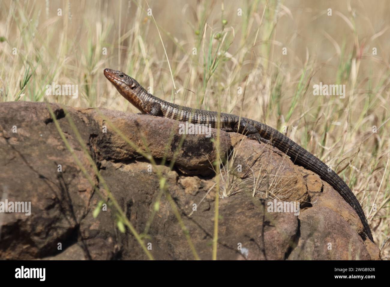 Felsen-Schildechse / Giant plated lizard / Matobosaurus validus Stock ...