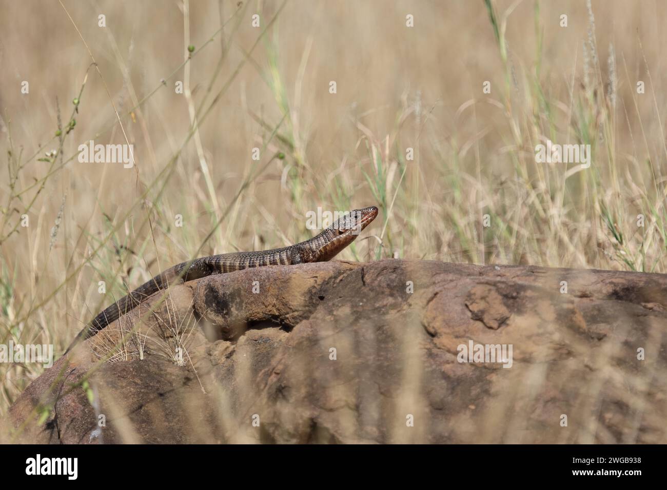 Felsen-Schildechse / Giant plated lizard / Matobosaurus validus Stock ...