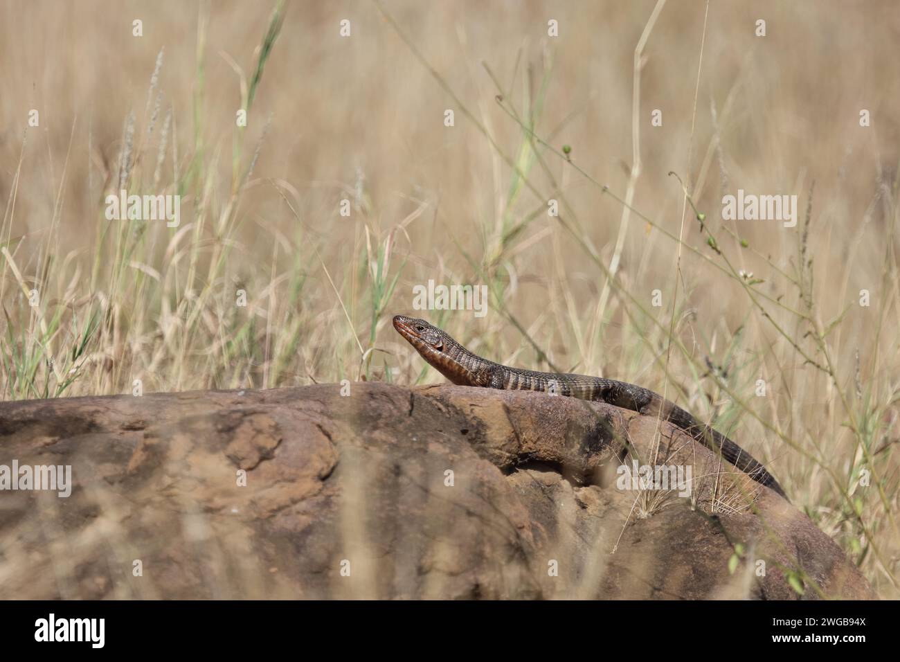 Felsen-Schildechse / Giant plated lizard / Matobosaurus validus Stock ...