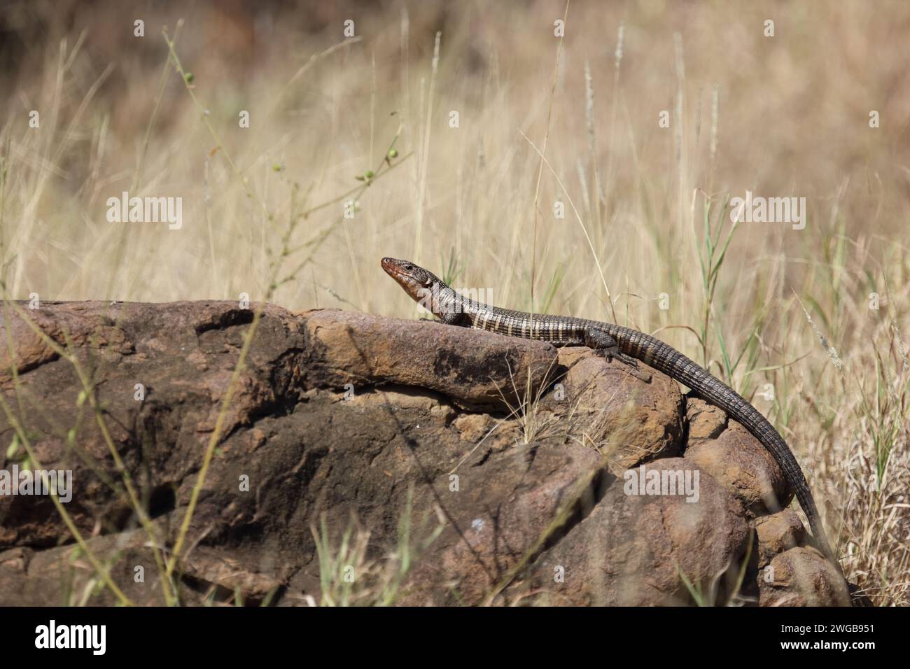 Felsen-Schildechse / Giant plated lizard / Matobosaurus validus Stock ...