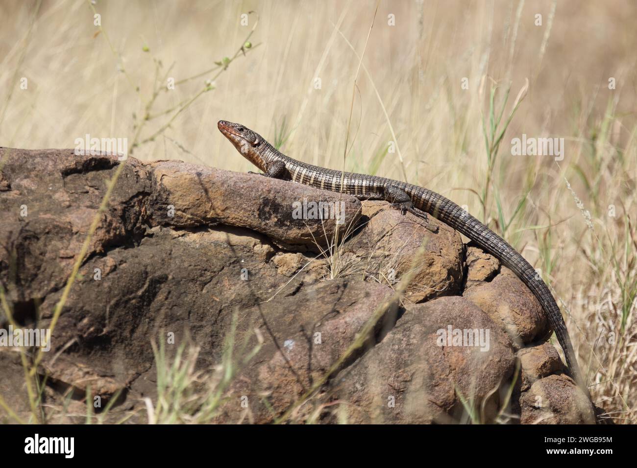 Matobosaurus validus hi-res stock photography and images - Alamy