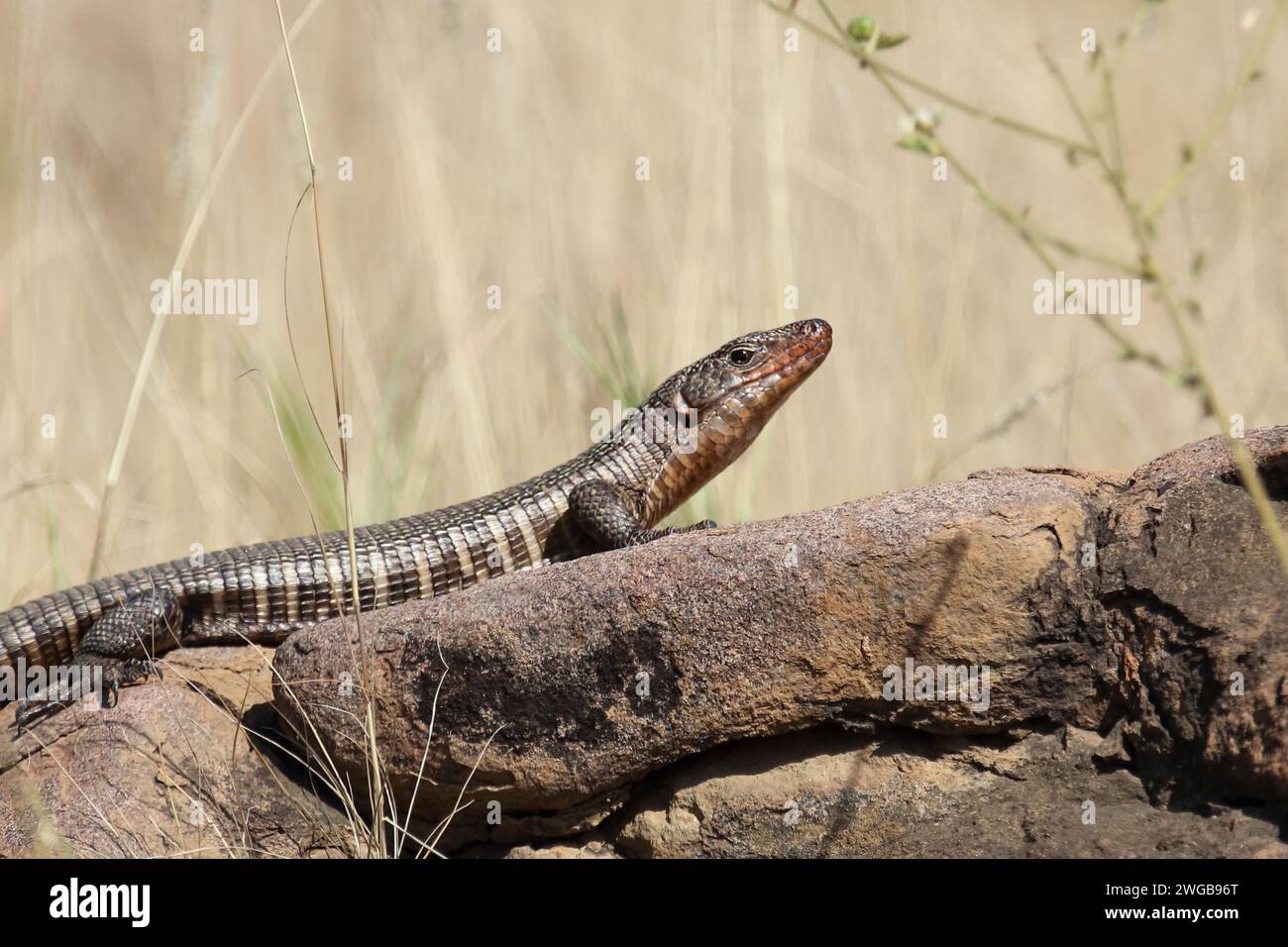 Matobosaurus validus hi-res stock photography and images - Alamy