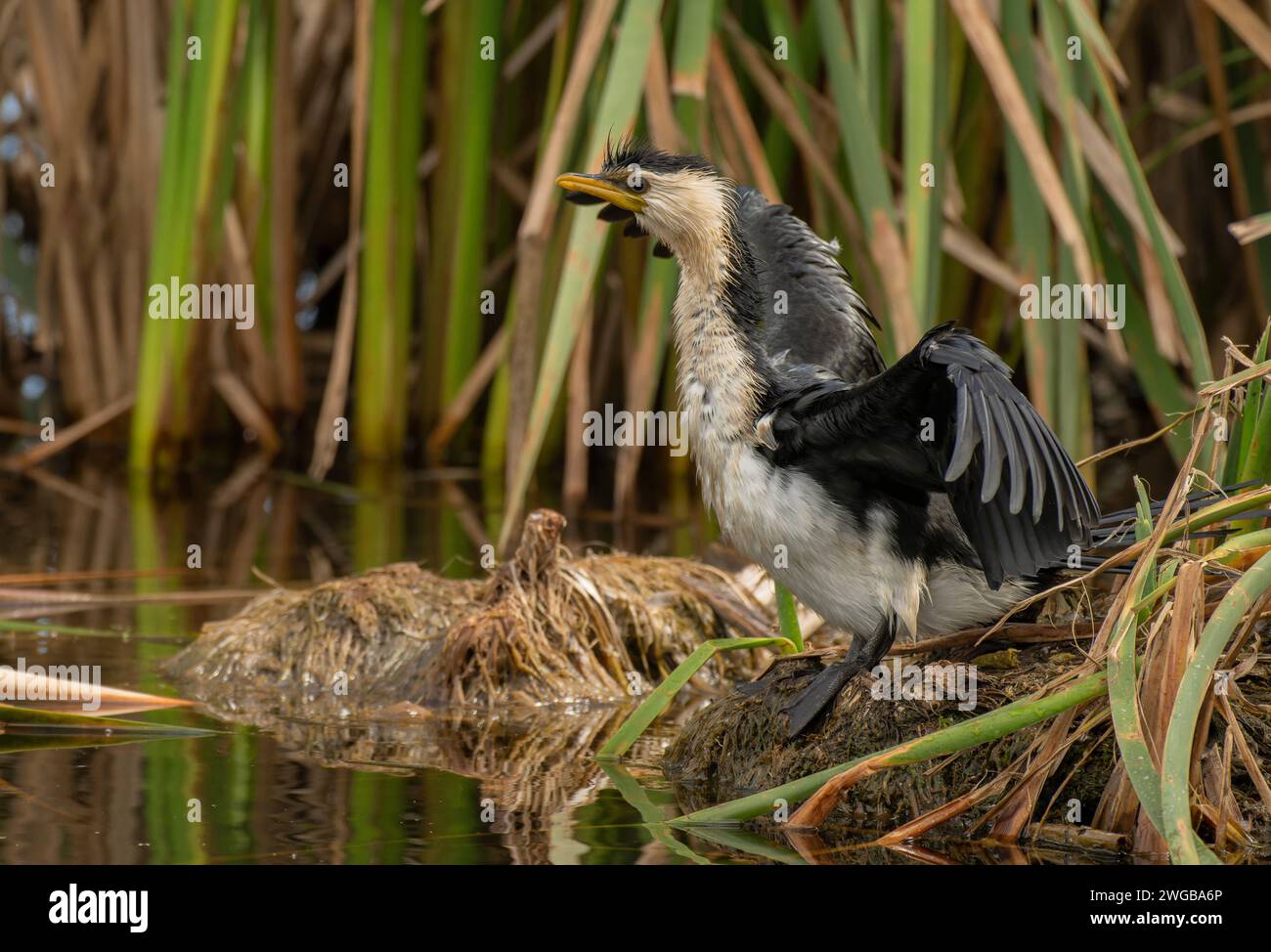 Little pied cormorant, Microcarbo melanoleucos, settled in swamp by ...