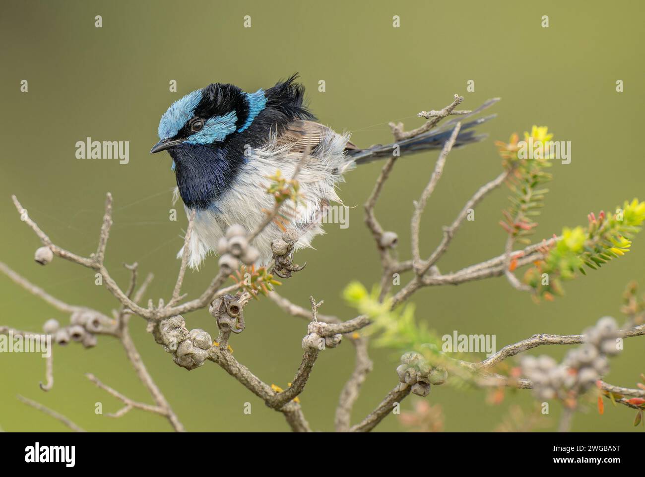 Superb fairywren, Malurus cyaneus, perched in bush. Victoria, Australia ...