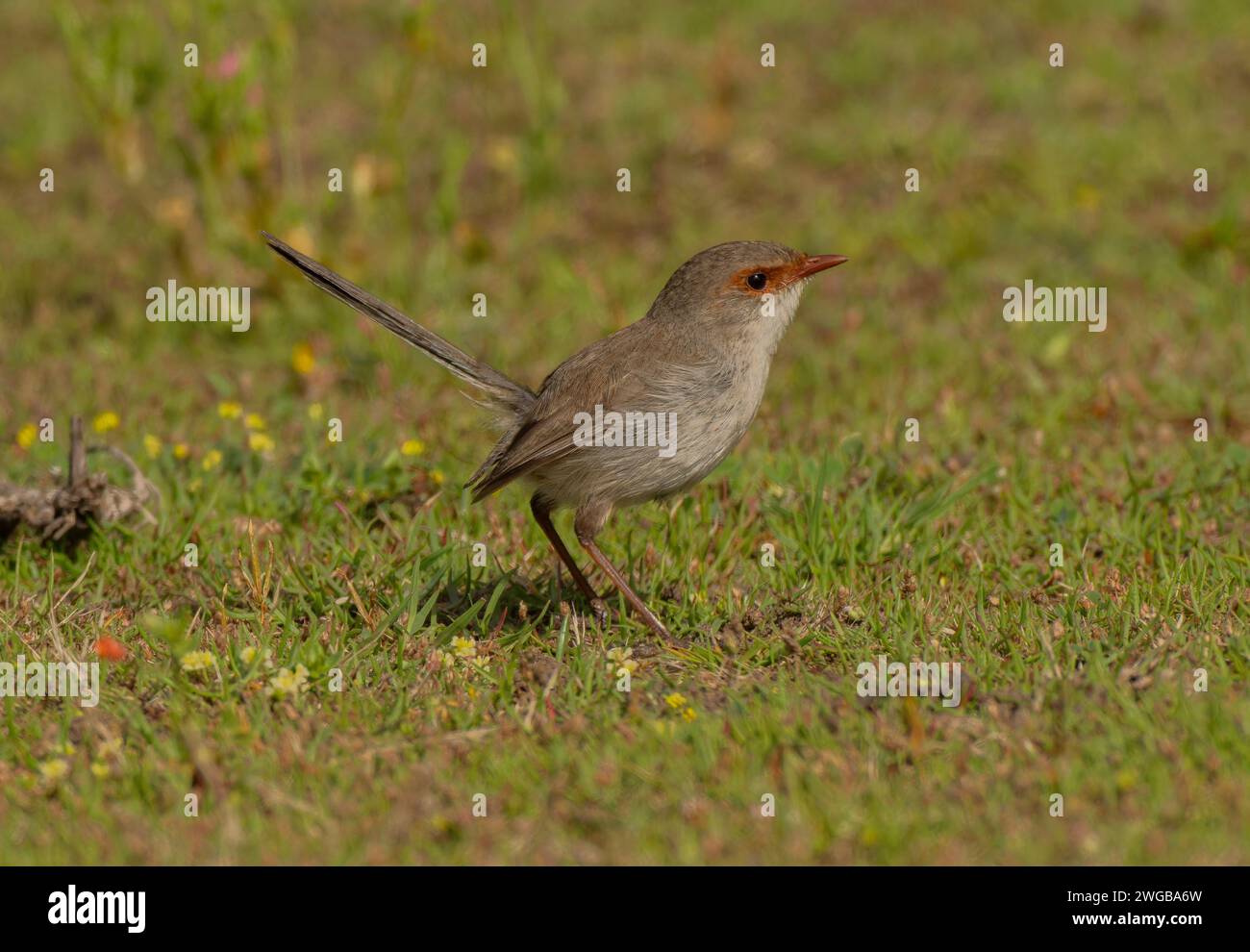 Female blue wren hi-res stock photography and images - Alamy