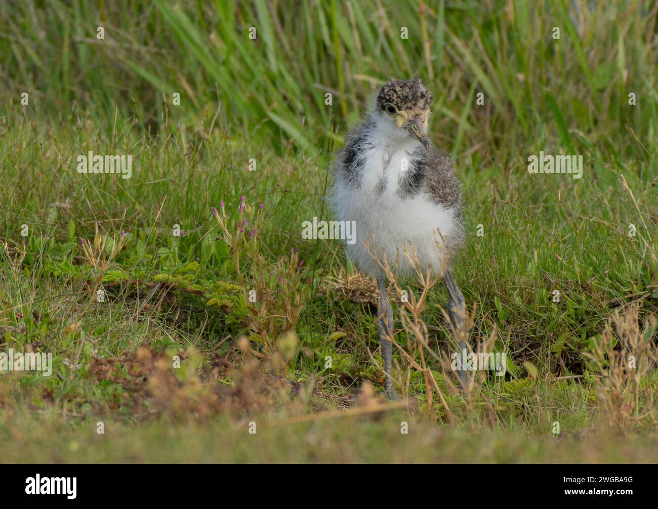 Masked lapwing, Vanellus miles, juvenile, on sandy coastal grassland ...