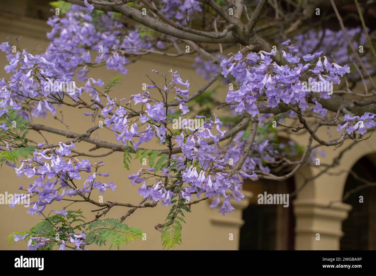 Jacaranda, Jacaranda mimosifolia, in flower in cultivation, Melbourne ...