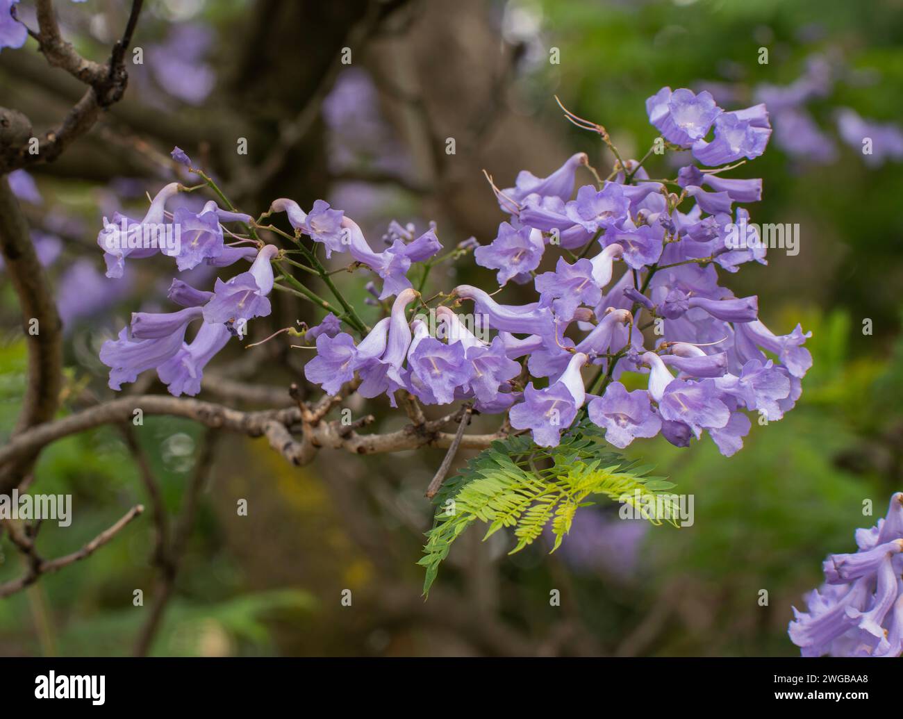 Jacaranda, Jacaranda mimosifolia, in flower in cultivation, Melbourne ...