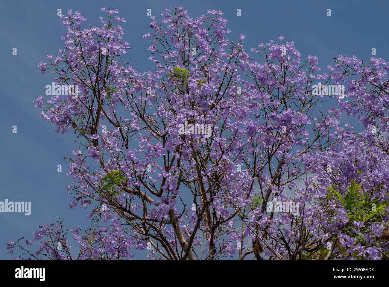 Jacaranda, Jacaranda mimosifolia, in flower in cultivation, Melbourne ...