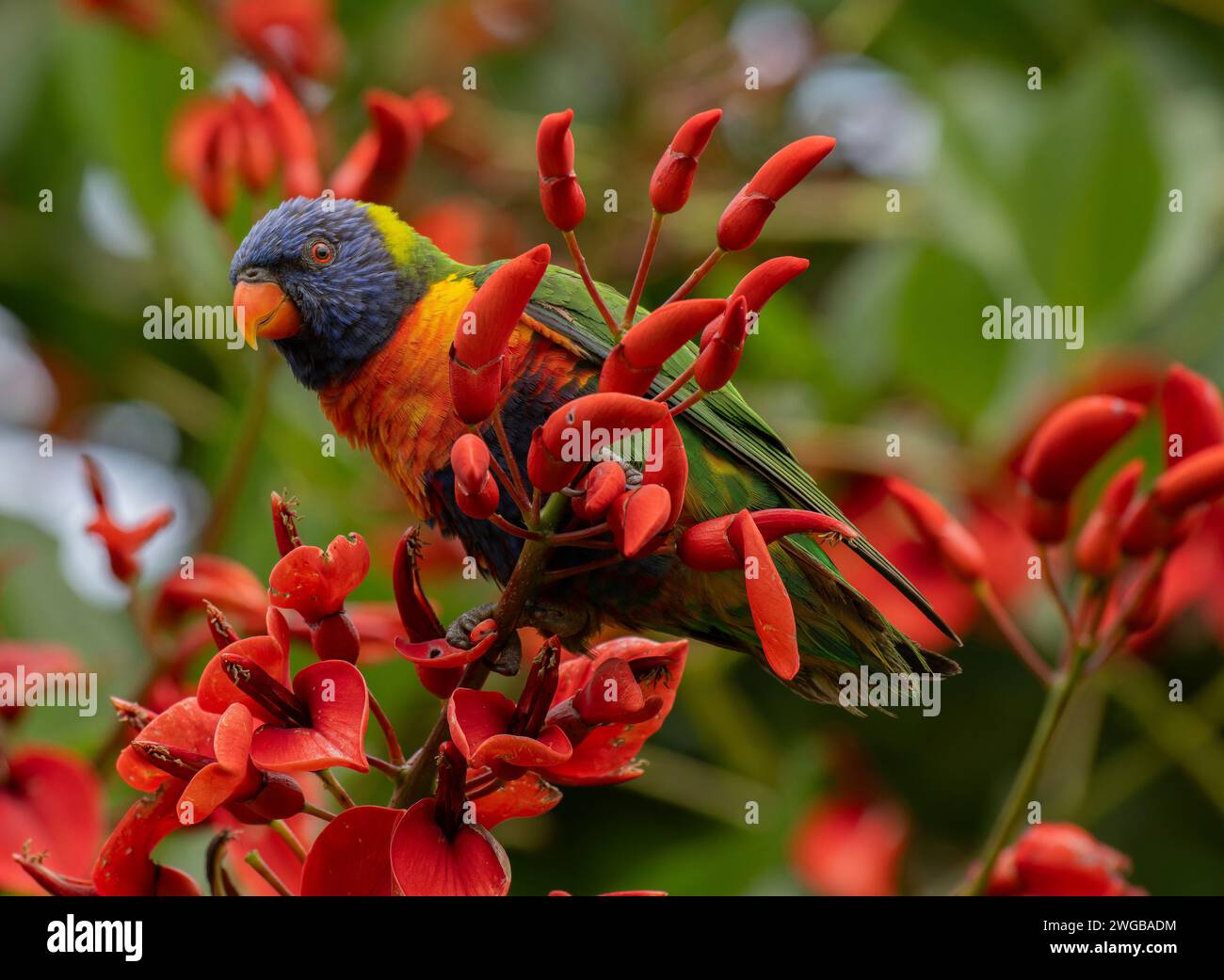 Rainbow lorikeet, Trichoglossus moluccanus, feeding on Cockscomb Coral ...