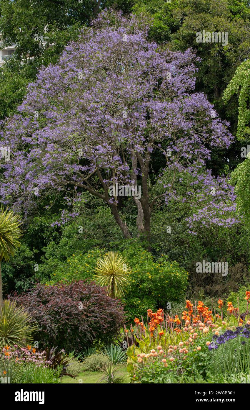 Jacaranda tree, Jacaranda mimosifolia, in flower in cultivation ...