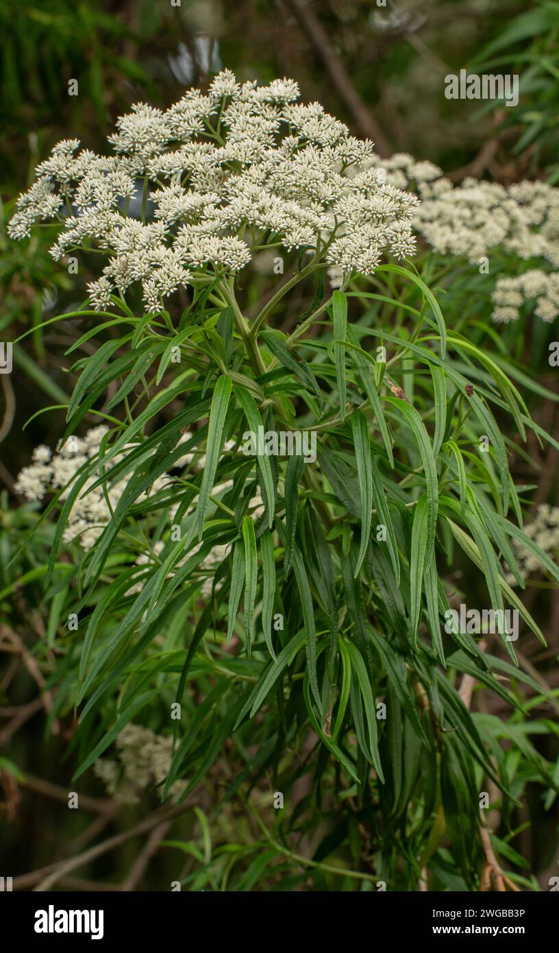 Three nerved cassinia hi-res stock photography and images - Alamy