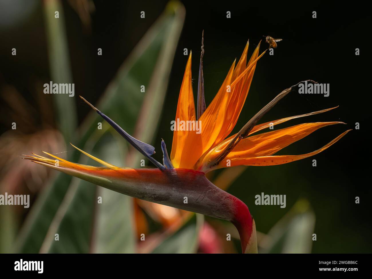 Strelitzia reginae ssp reginae hi-res stock photography and images - Alamy