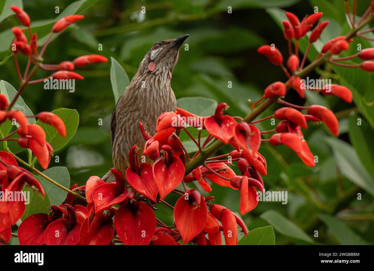 Red wattlebird, Anthochaera carunculata, feeding in Cockscomb Coral ...