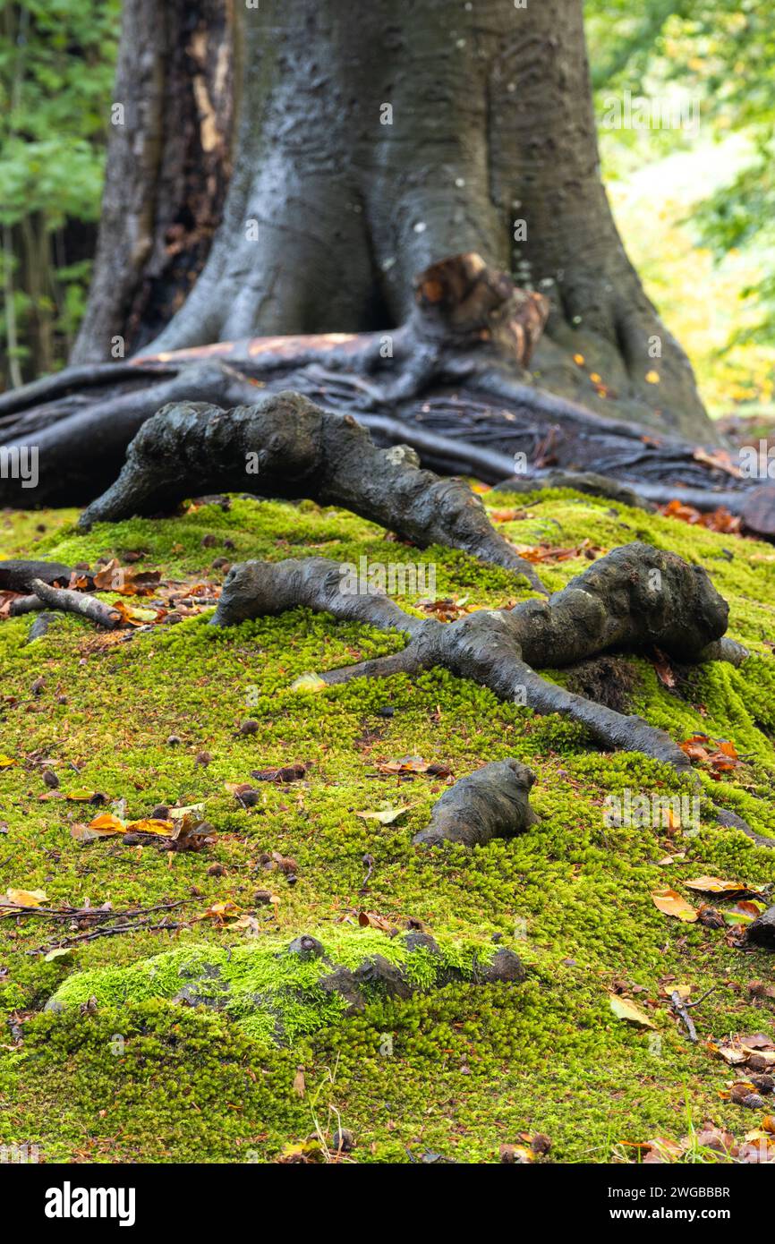 From root to tree, the power of nature. Autumn brings about a burst of ...