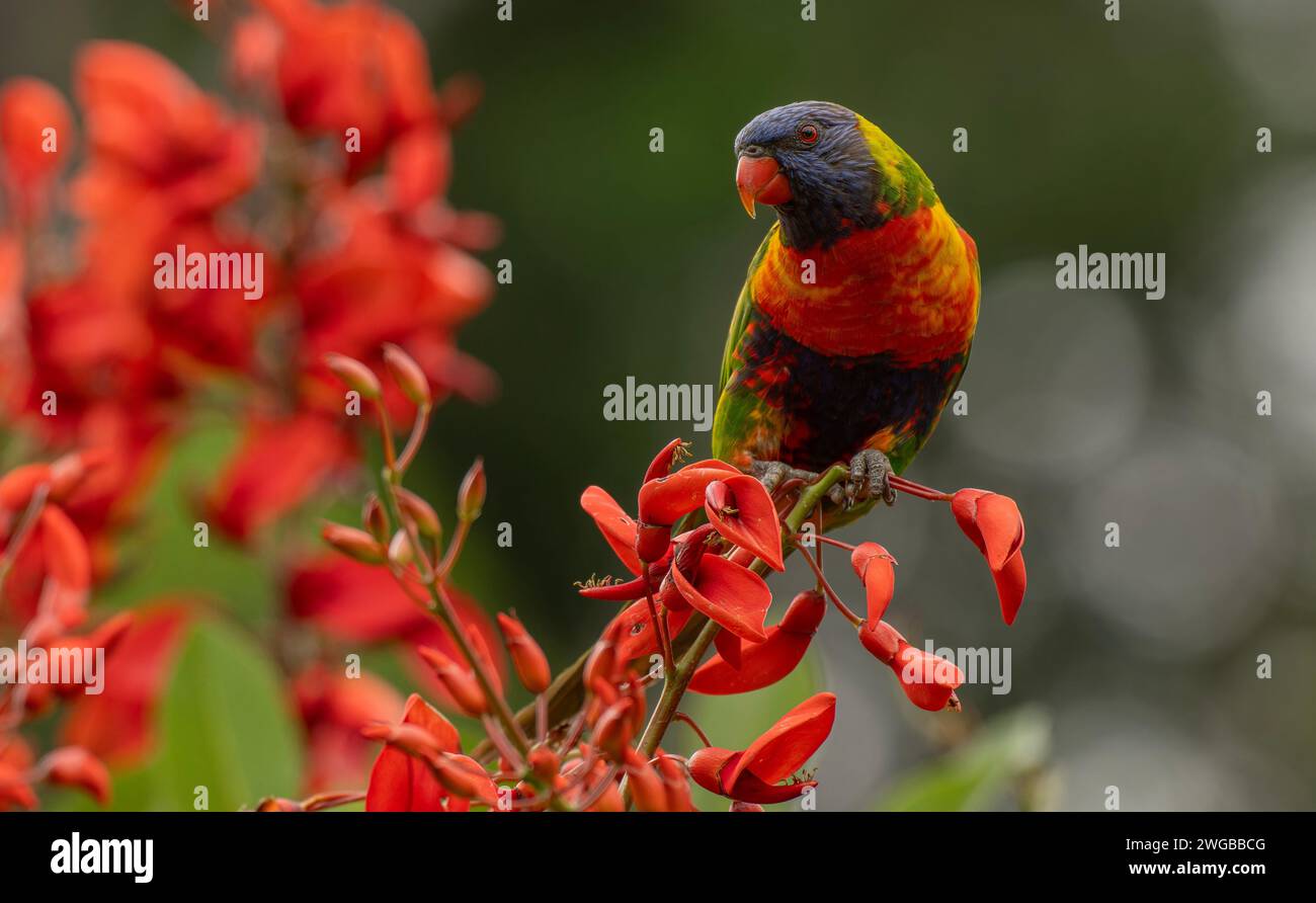 Cockscomb coral tree hi-res stock photography and images - Alamy