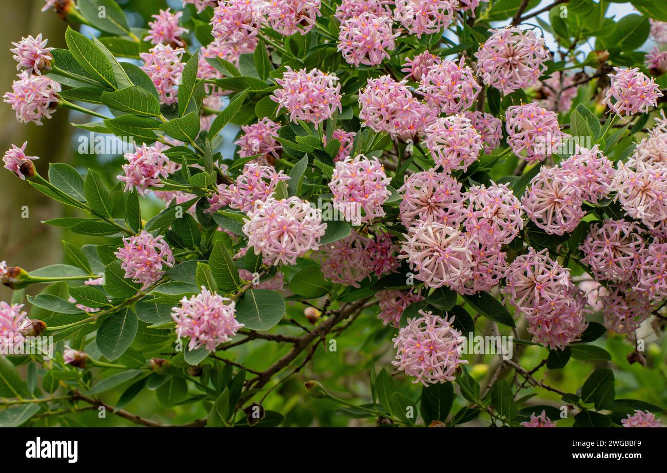 African Button-flower, Dais cotinifolia, in flower, from eastern South ...