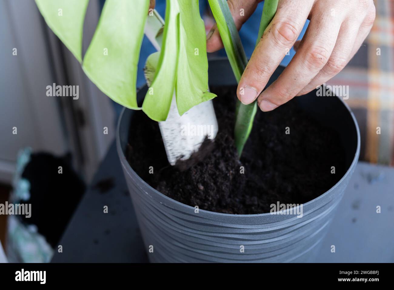 Man gardener hands transplant monstera house plant in pot. Concept of ...