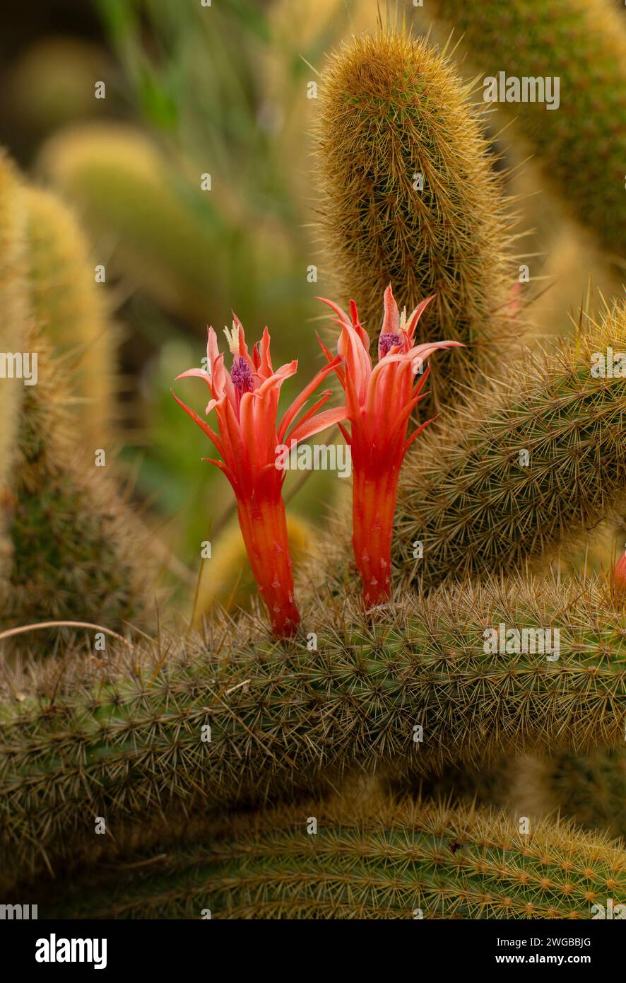 Golden rat tail, Cleistocactus winteri, cactus, in flower; Bolivia ...