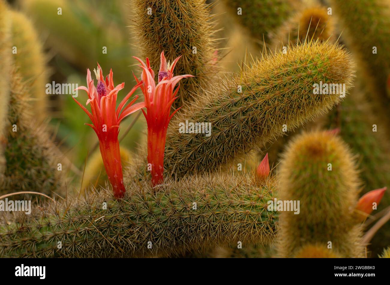 Cleistocactus hi-res stock photography and images - Alamy