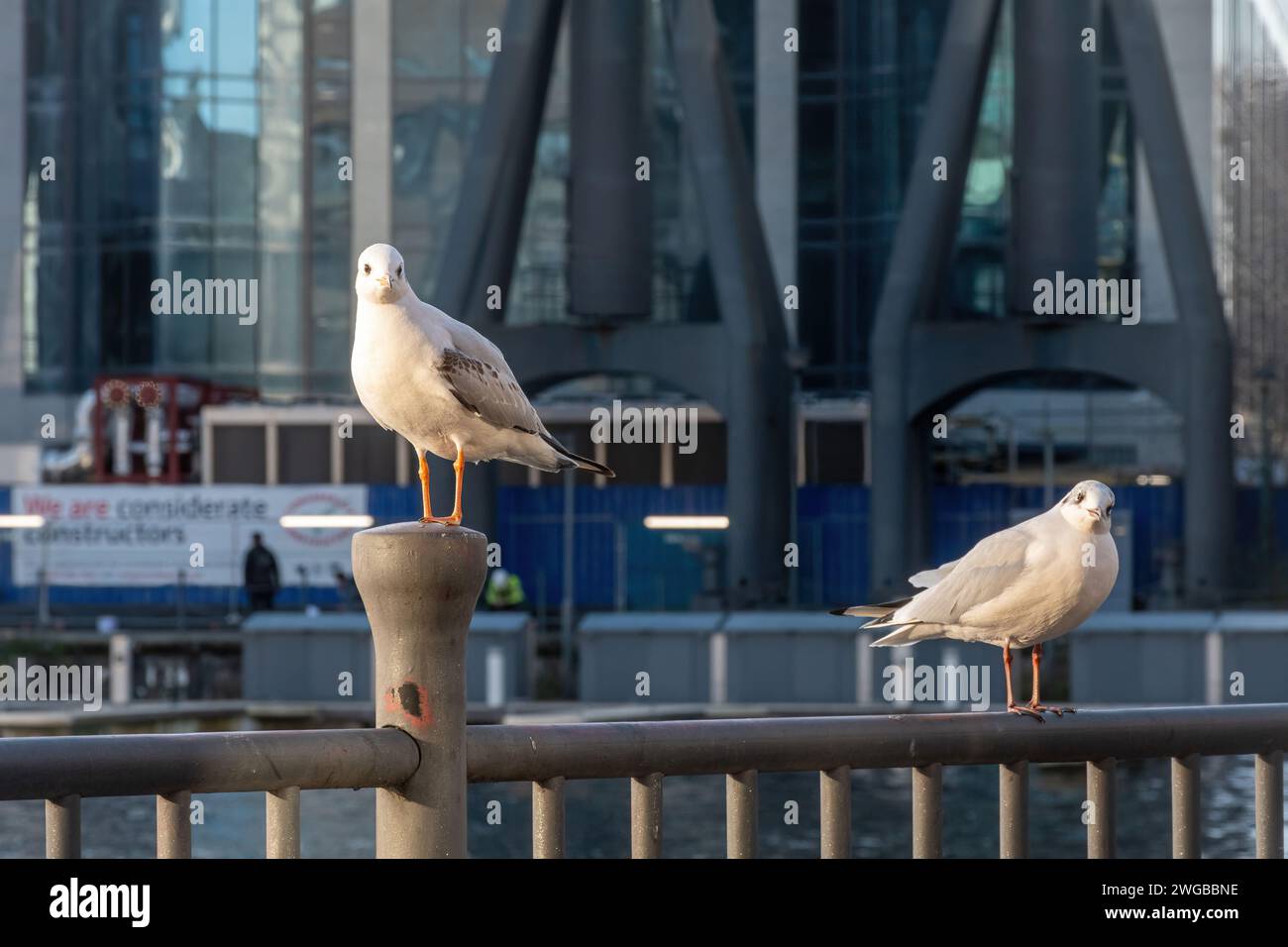 Urban wildlife concept. Two black-headed gulls on a railing by Millwall ...