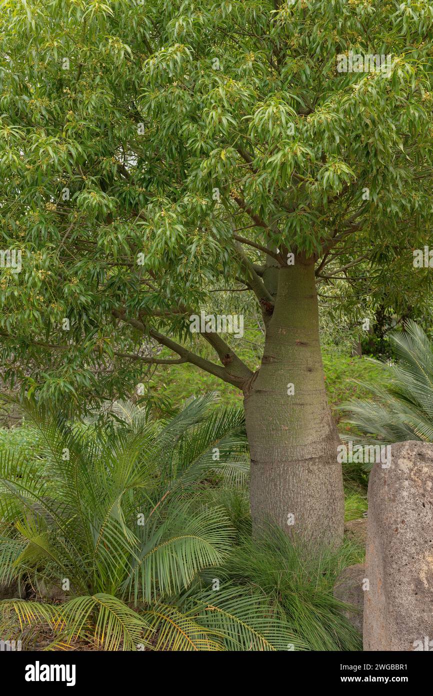 Queensland bottle tree, Brachychiton rupestris. In cultivation ...