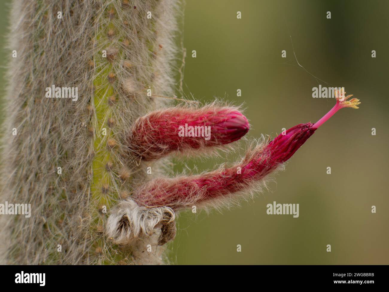Silver torch, Cleistocactus strausii, cactus; in flower. From Bolivia ...